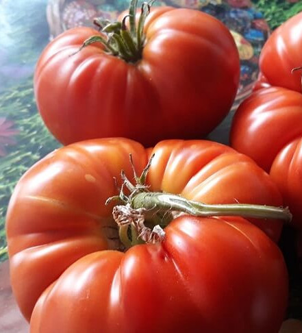 Fermer 17-2 (25 seminte) de rosii mari soi bulgaresc nou tip Beef