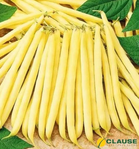 Fruidor F1 (10 kg) seminte de fasole fideluta galbena, pastai 15 18 cm ...
