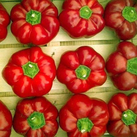 Seminte Ardei Gogosar - Seminte1