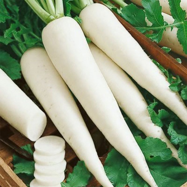 Ridichi Daikon (50 seminte) de ridichi albe, lungi, soi semitimpuriu ...