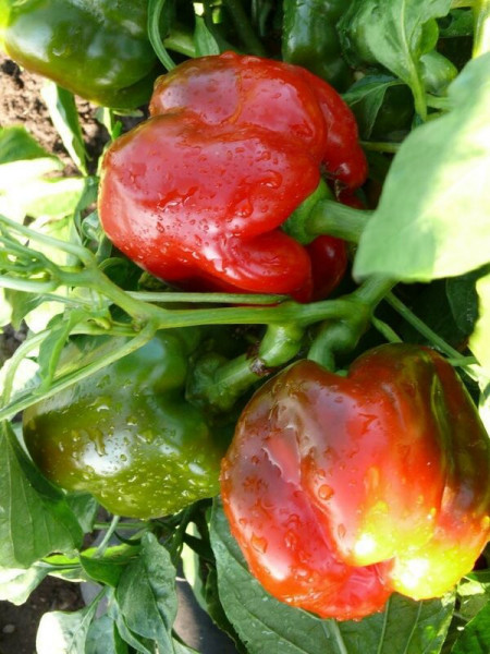 Seminte Ardei Gras - Seminte1