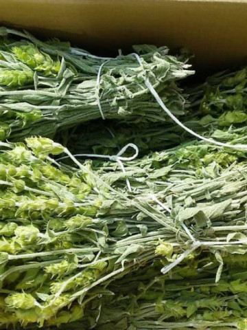 Mursalski Ceai (2 gr) seminte de Ceai Mursalski planta cosmonauţilor ...