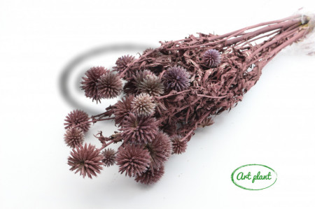 Echynops Scaieti Lila