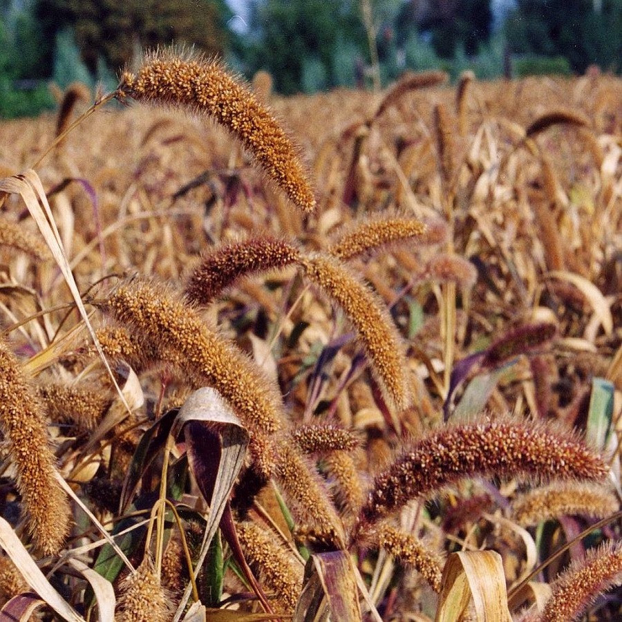 Mohor (Setaria italica)