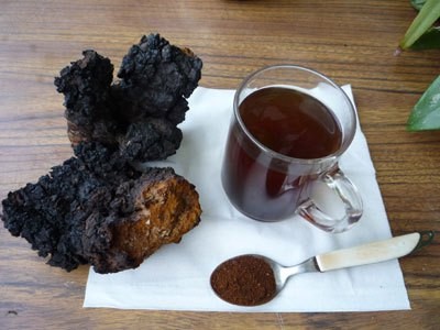 Chaga - pulbere - 50g - ciuperca de mesteacan
