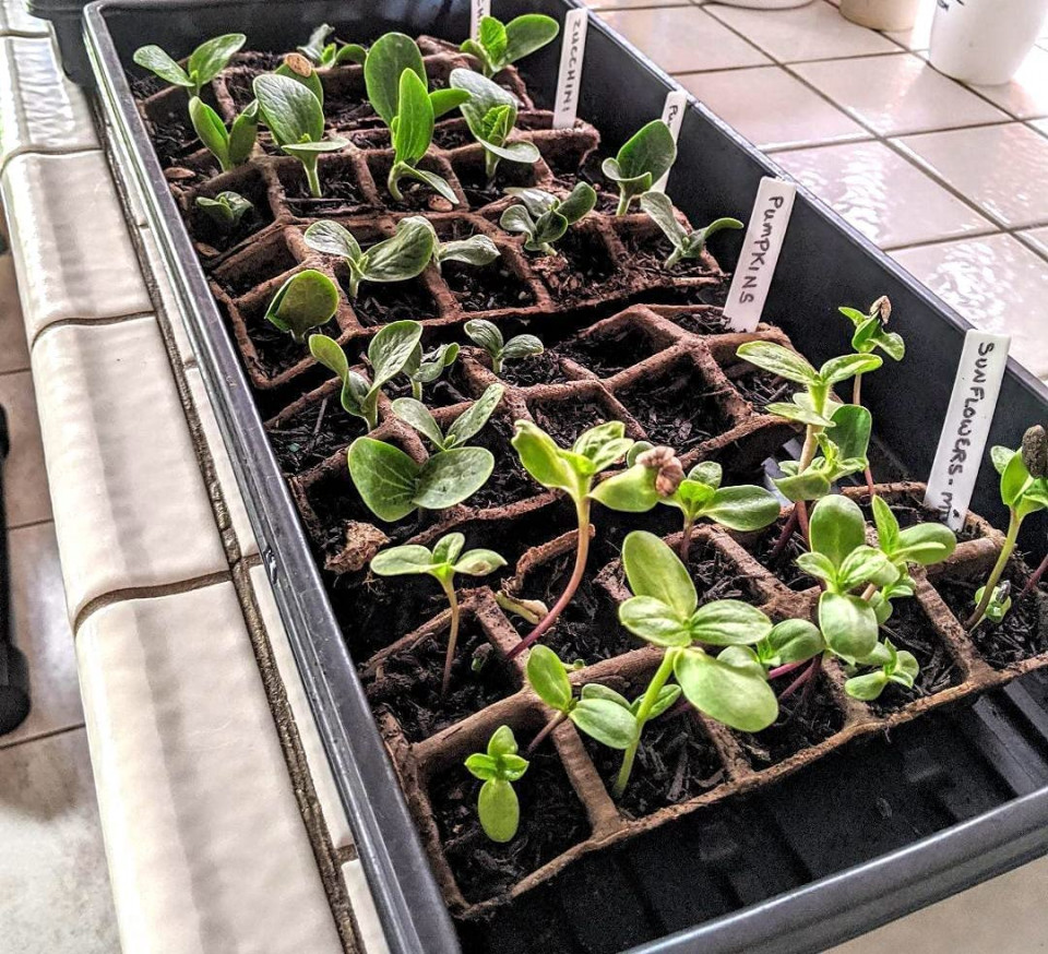 Set de 30 tavi cu 10 ghivece pentru rasaduri MSYU, turba, maro, 22 x 8 ...