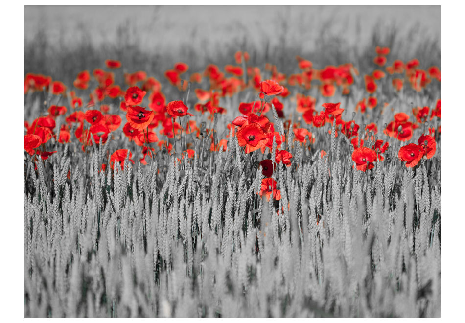 Fotótapéta - Piros pipacsok a fekete-fehér háttér