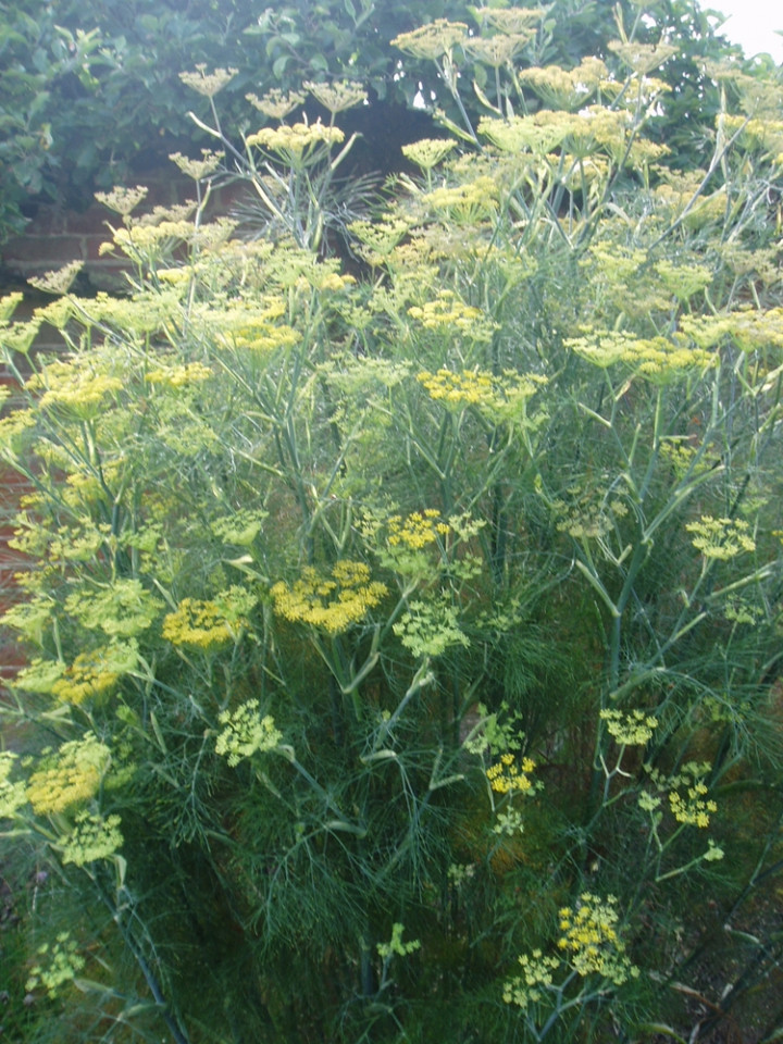 SEMINTE FENICUL ( Foeniculum vulgare) - D 174