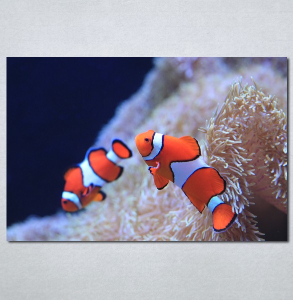 Slika na platnu Riba nemo Nina3081_P