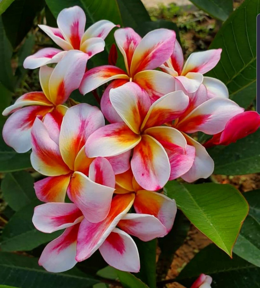 Plumeria Arctic Star aka Madame Rainbow