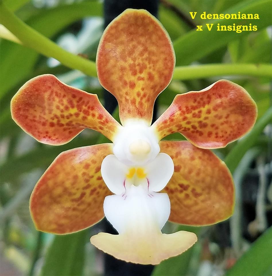 Vanda Denisoniana x Vanda Insignis