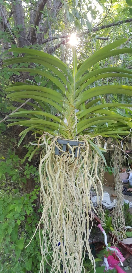 Vasco. Viboon Velvet