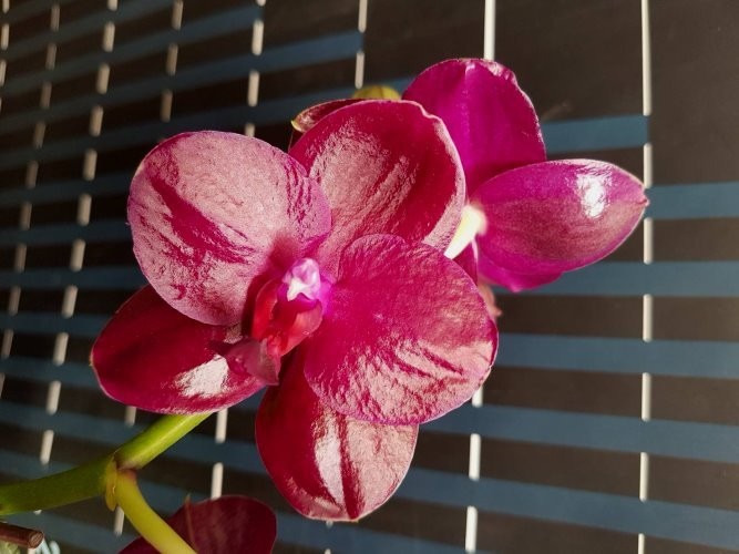 Phalaenopsis Sogo Relex FS j2
