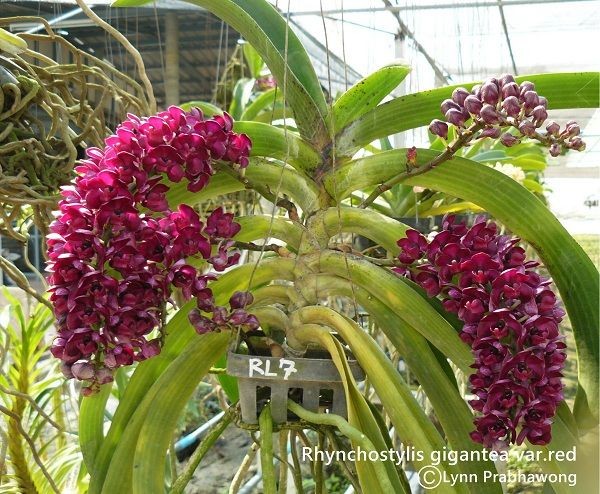 Rhynchostylis Gigantea Red FS