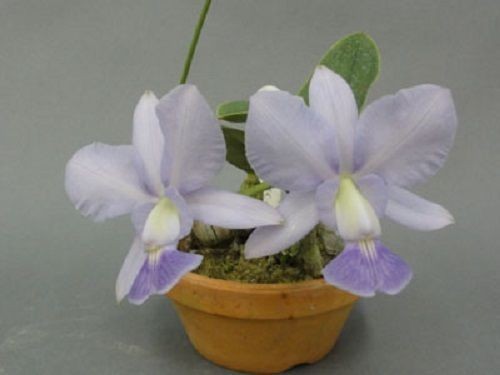 Cattleya Walkeriana var. Coerulea Azul Perfecta NFS j2