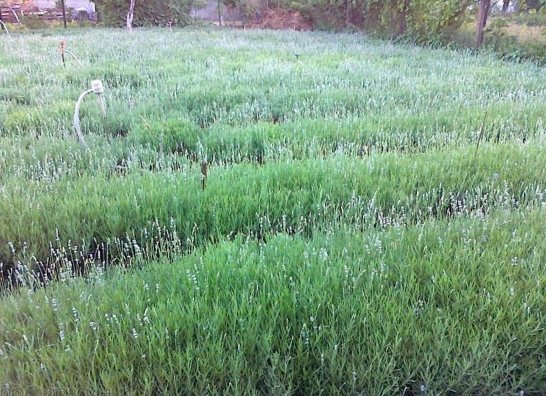 Butasi de Lavanda★ Lavandula Angusifolia ★obtinuti prin butasire ★★★★NU ...