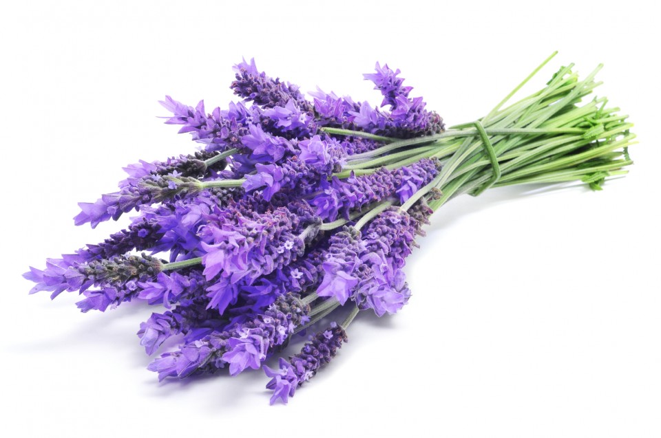Butasi de Lavanda★ Lavandula Angusifolia ★obtinuti prin butasire ★★★★NU ...