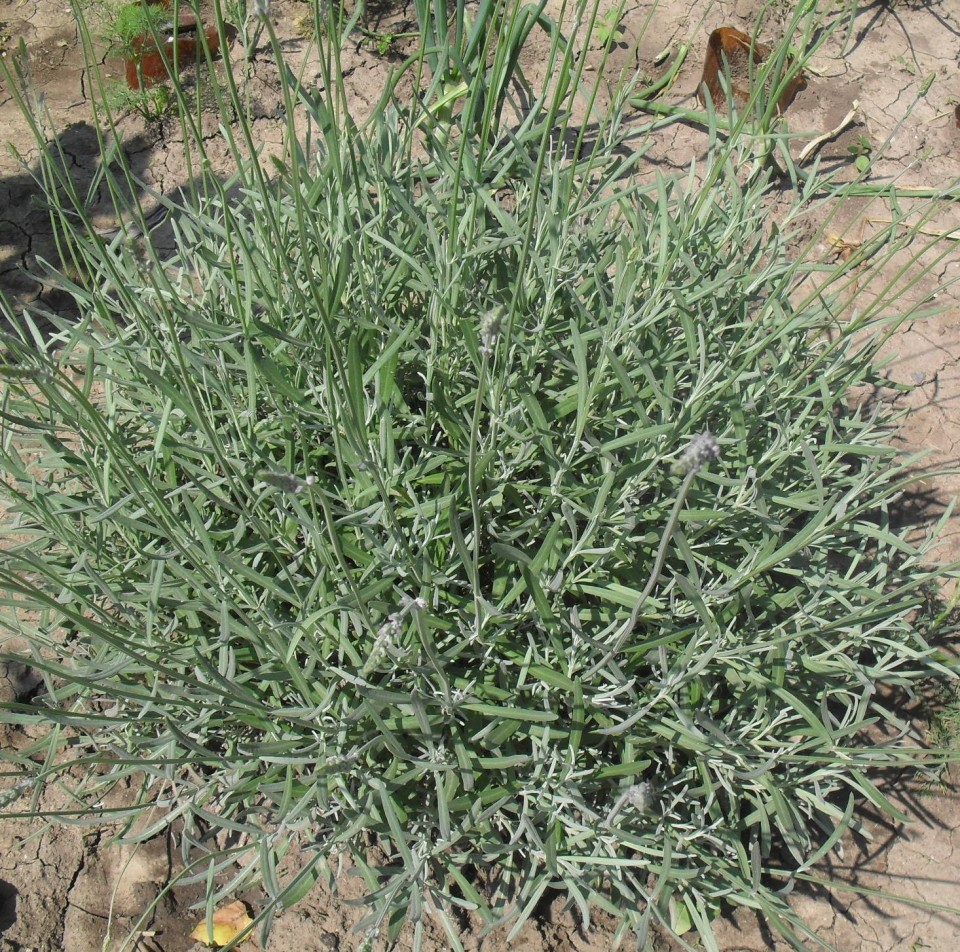 Butasi de Lavanda★ Lavandula Angusifolia ★obtinuti prin butasire ★★★★NU ...
