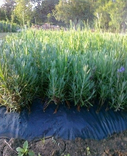 Butasi de Lavanda★ Lavandula Angusifolia ★obtinuti prin butasire ★★★★NU ...