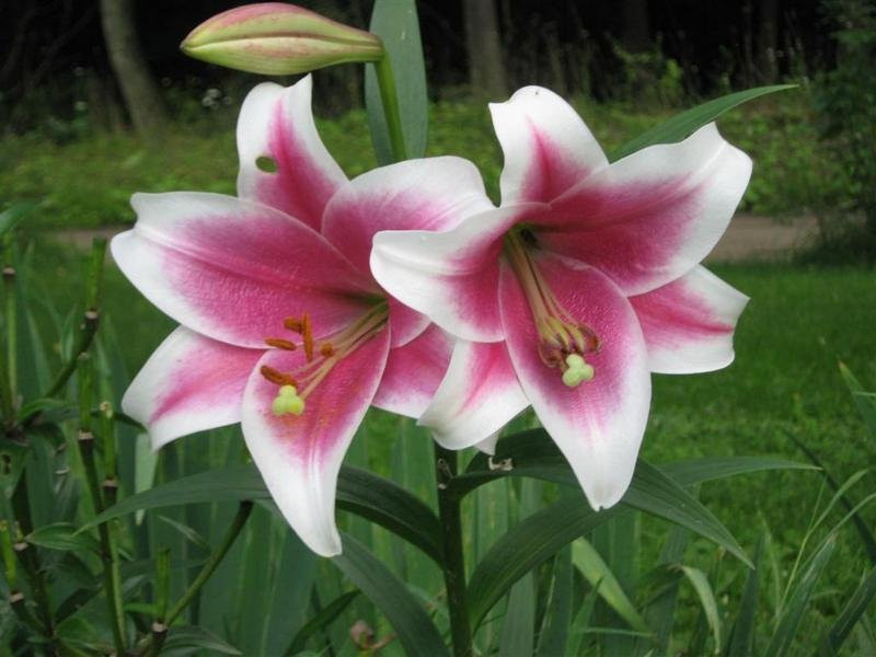 Crin Triumphator (3 bulbi), bulbi crini flori bicolore roz deschis-mov ...