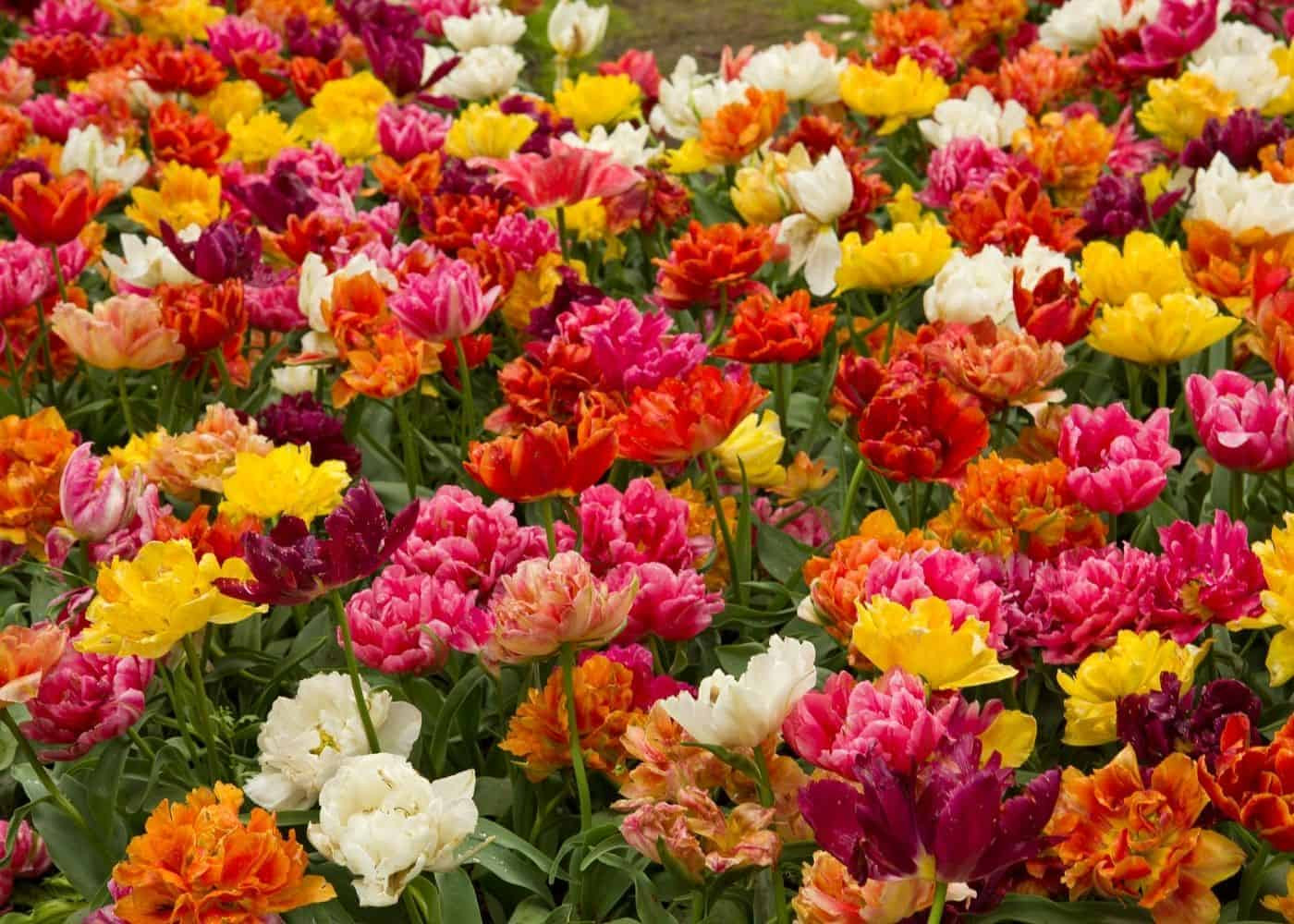 Lalele Double Late Mixed (8 bulbi), bulbi lalele flori batute tip ...