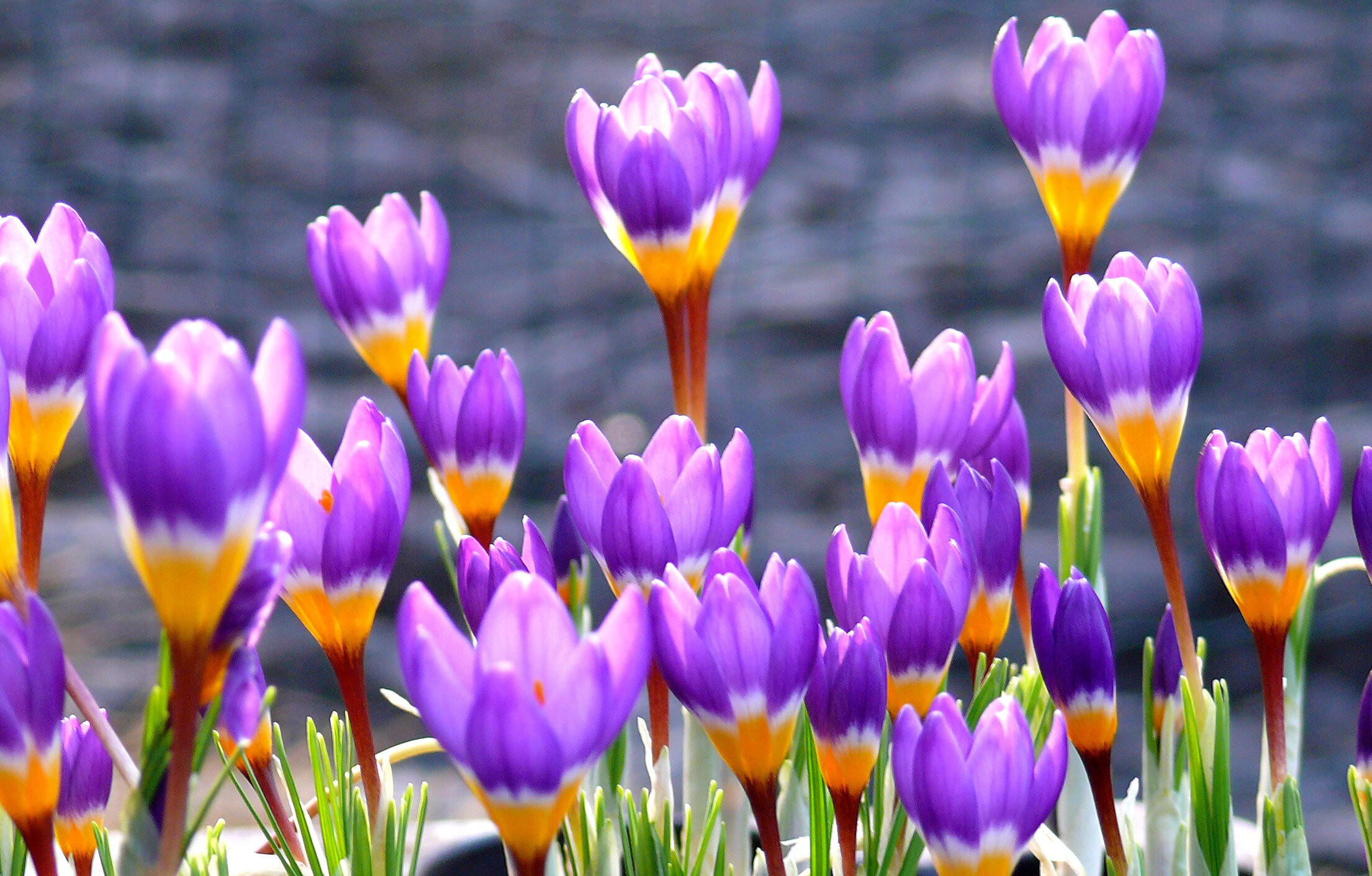 Branduse Sublimis Tricolor (10 bulbi), bulbi premiati Crocus flori mari ...