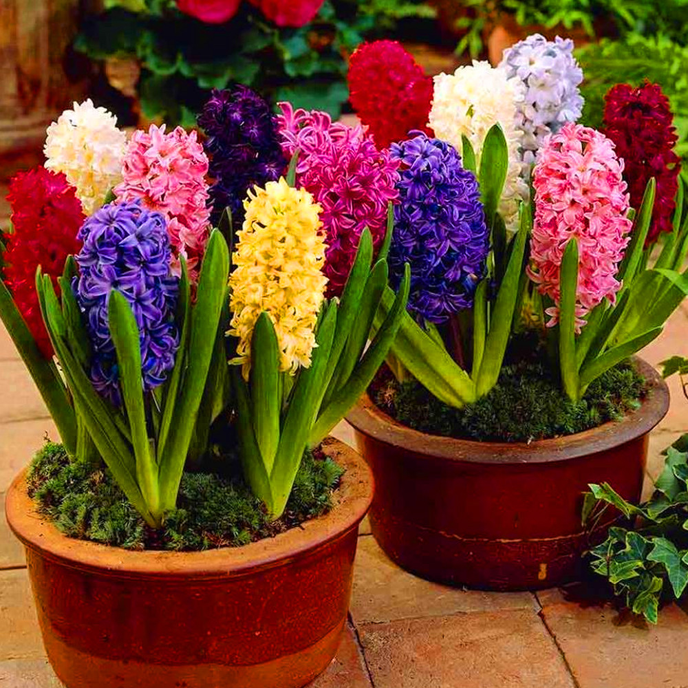 Zambile Mixed (3 bulbi), bulbi Hyacinthus flori bogate, diferite culori ...