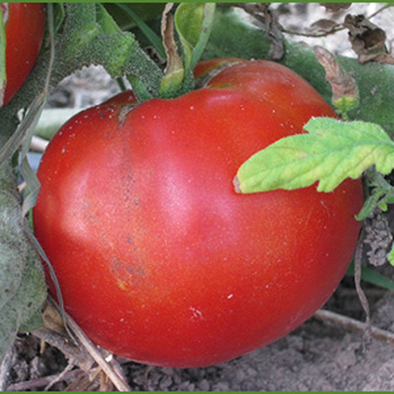 Rosii Buzau 1600 (0,25 g), seminte soi romanesc semitardiv nedeterminat ...