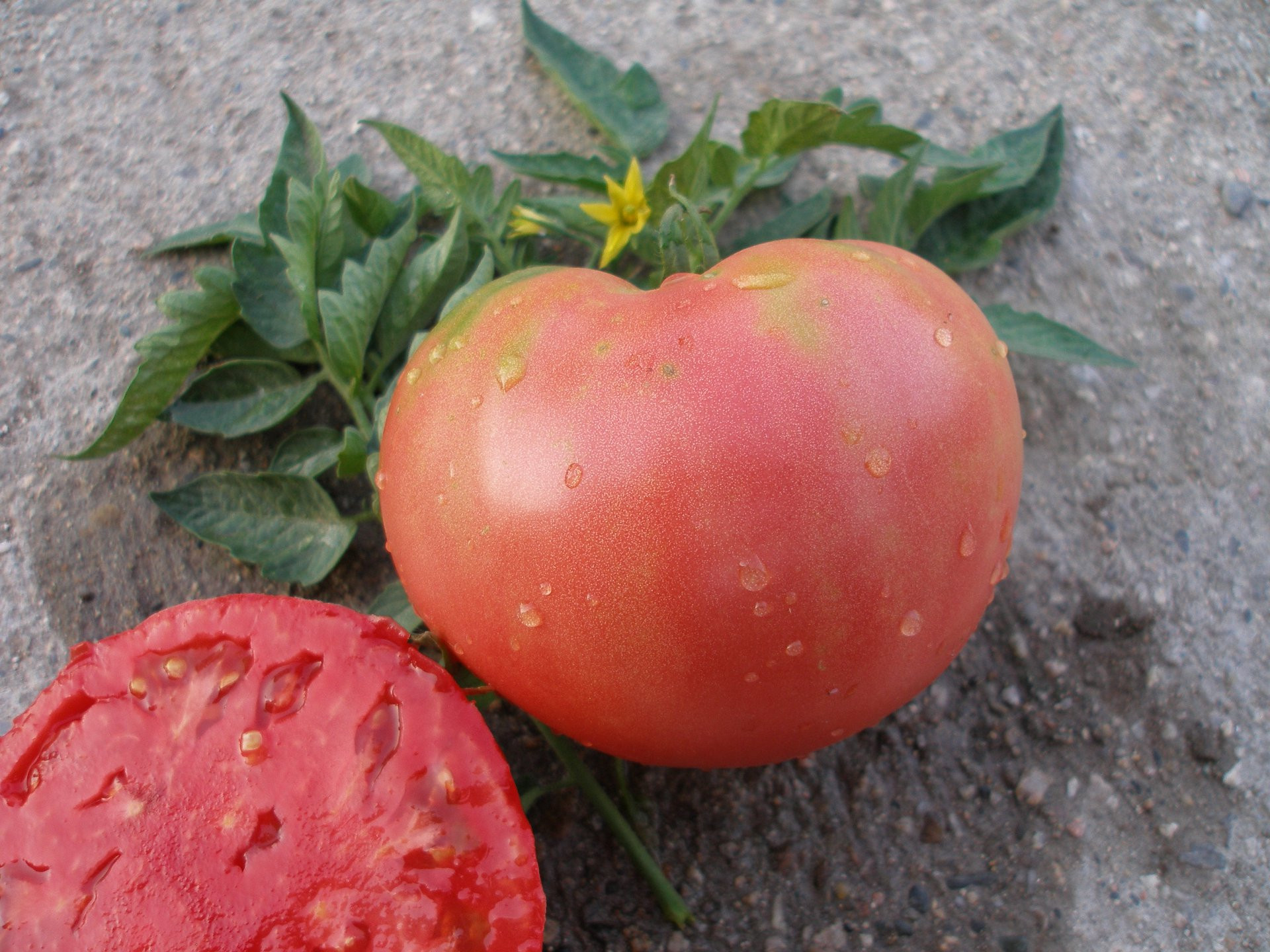 Rosii Magie Roz (1 g), seminte tomate nedeterminate, mediu-timpurii ...