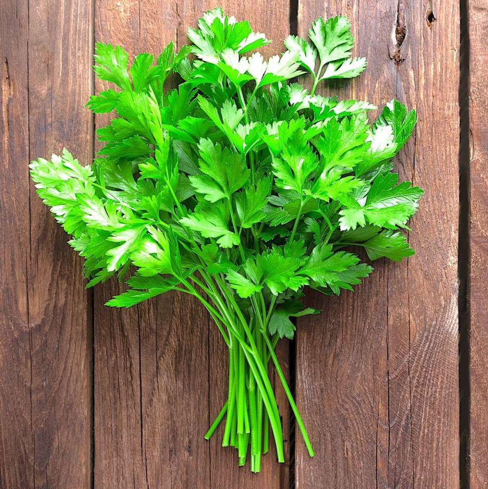 Patrunjel de frunze Ory (10 g), seminte planta aromatica frunze netede ...