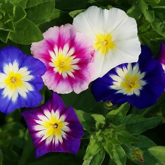 Zorele pitice mix (1 g), seminte planta anuala Convolvulus tricolor ...
