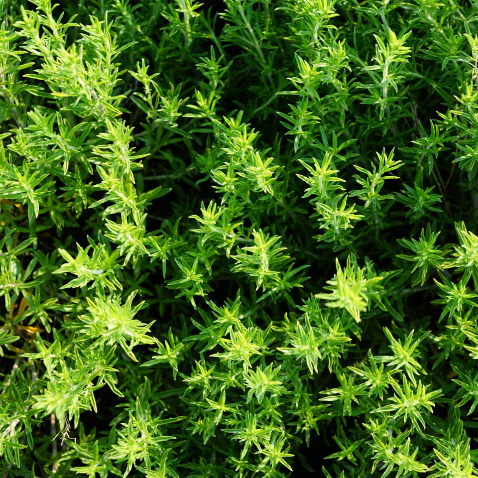 Cimbru (0,5 g), seminte planta aromatica perena, cimbru de gradina ...