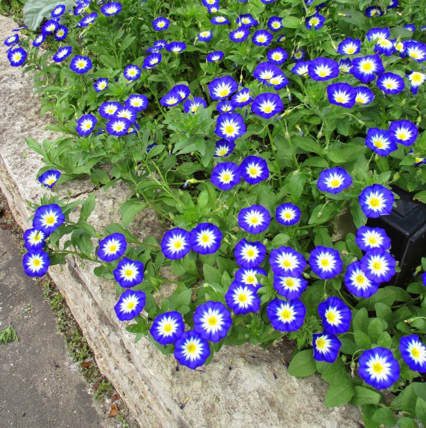 Zorele pitice albastre (1 g), seminte planta anuala Convolvulus ...