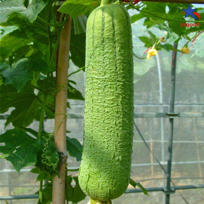 Luffa (1 g), seminte planta ornamentala Luffa cylindrica, produce ...
