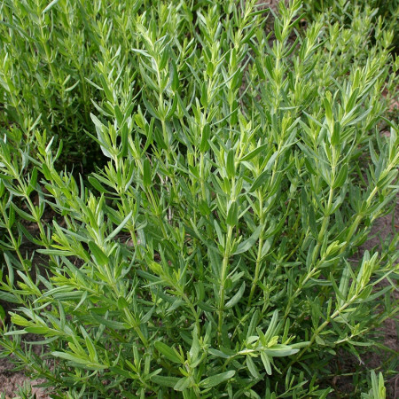 Cimbru (0,5 g), seminte planta aromatica perena, cimbru de gradina ...