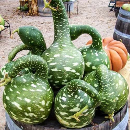 Dovlecei ornamentali Cobra (3 semințe), seminte dovlecei decorativi ...