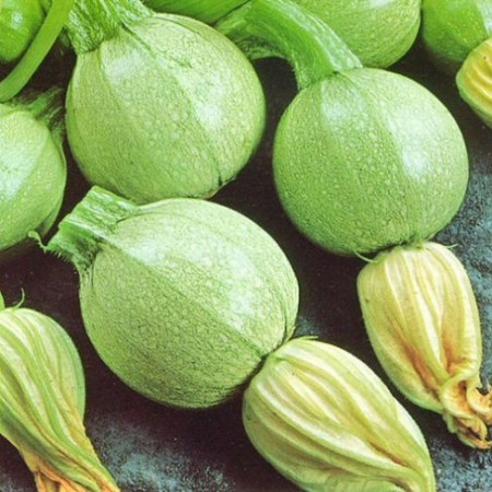 Dovlecei Tondo Chiaro di Nizza (10 g), seminte soi productiv, dovlecel ...