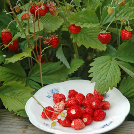 Fragute Rugen (0,02 g), seminte planta perena, fructe gustoase, foarte ...