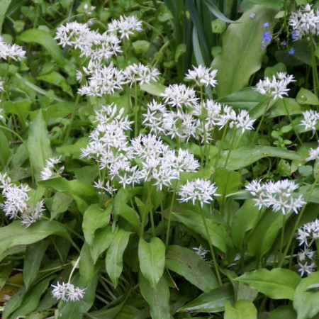 Leurda - Usturoi salbatic (0,15 g), seminte planta aromatica medicinala ...