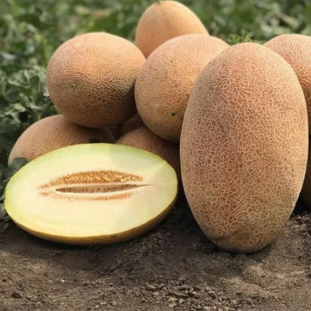 Pepene galben Rebeca F1 (500 sem), seminte hibrid timpuriu tip Ananas ...