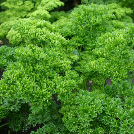 Patrunjel frunze crete Moss Curled (4 g), seminte planta aromatica ...