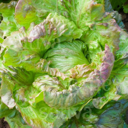 Salata Winter Butterkopf (2,5 g), seminte soi capatana galben-verzuie ...