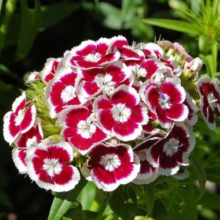 Garoafe Chinezesti black-white (0,05 g), seminte planta ornamentala ...