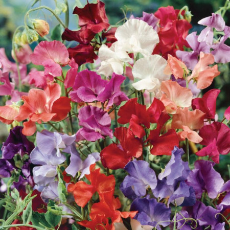 Latirus Spencer amestec (1 g), seminte planta ornamentala cataratoare ...