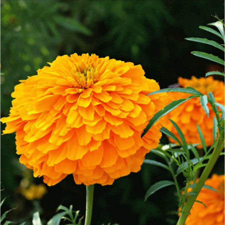 Craite pitice flori mari portocalii (0,4 g), seminte planta ornamentala ...