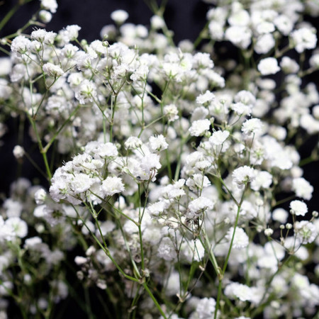 Floarea Miresei alba (0,3 g), seminte planta ornamentala Gypsophila ...