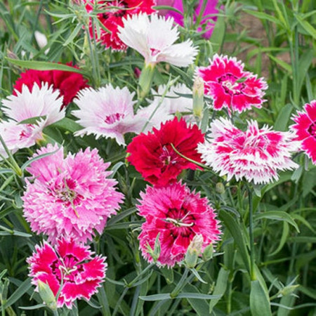 Garofite de Gradina amestec (1 g), seminte planta ornamentala Dianthus ...