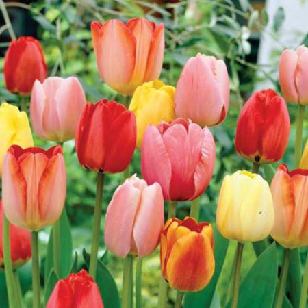 Lalele Darwin Hybrid mixed (5 bulbi), bulbi lalele diverse culori, Agrosem