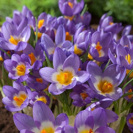 Branduse Sublimis Tricolor (10 bulbi), bulbi premiati Crocus flori mari ...