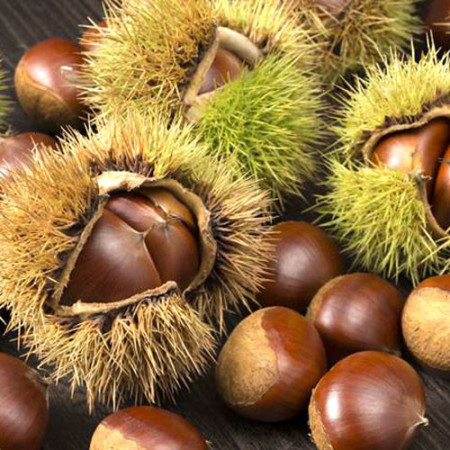 Castan comestibil (1 puiet), durata mare de viata, fructe gustoase, Yurta